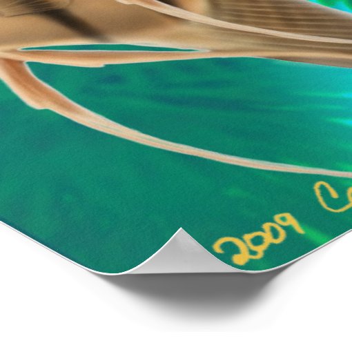 Freshwater Aquarium Fish Poster | Zazzle