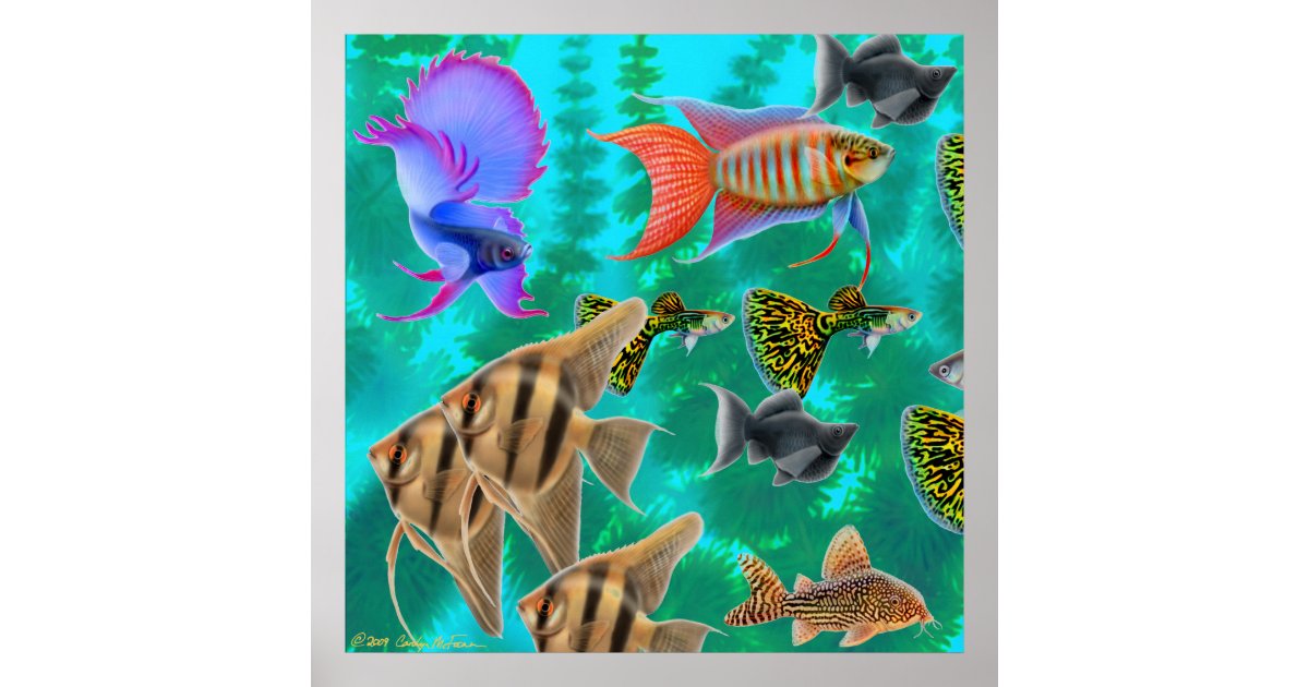 Freshwater Aquarium Fish Poster | Zazzle