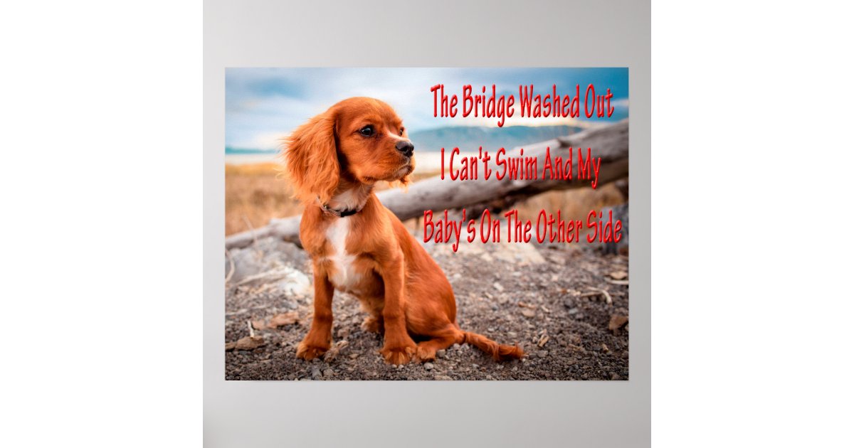 Funny animal memes Dog memes Humourous Photos Poster | Zazzle