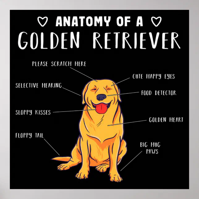 Funny Dog Anatomy Of A Golden Retriever Poster | Zazzle