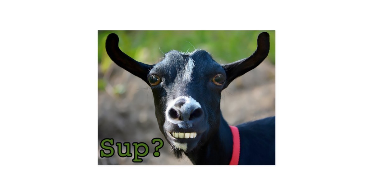 Funny Goat Meme Smiling Big Postcard | Zazzle.com.au