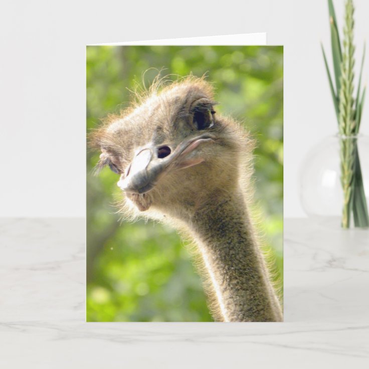 Funny Happy Birthday Card l Ostrich Photography | Zazzle