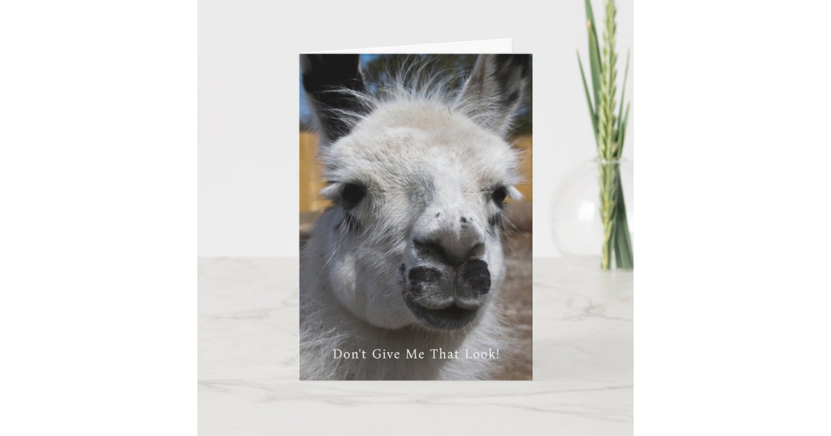 Funny Llama Photo Dont Give Me That Look Greeting Card Zazzle