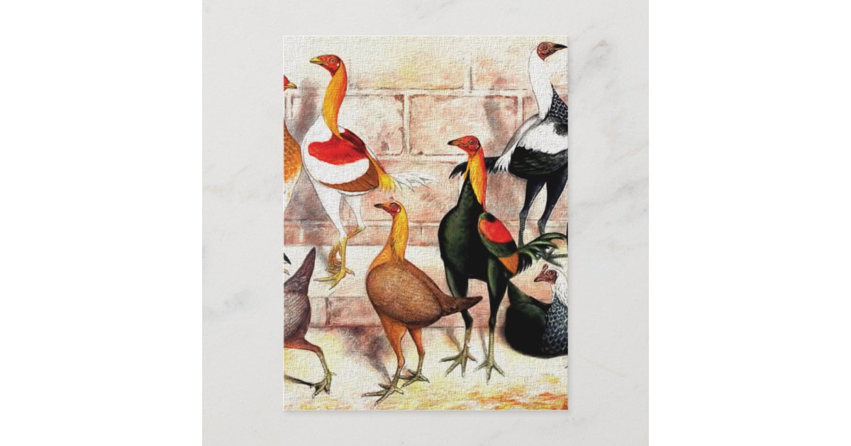 "Game Bantams" Vintage Illustration Postcard | Zazzle