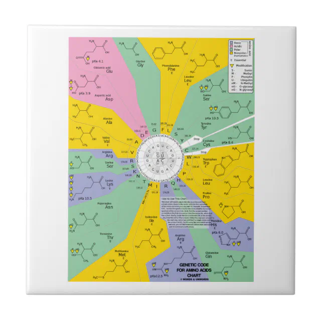 Genetic Code For Amino Acids (Chart Wheel) Ceramic Tile | Zazzle