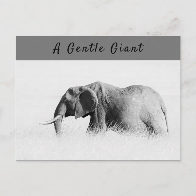 Gentle Giant Elephant high key photo with text Postcard | Zazzle