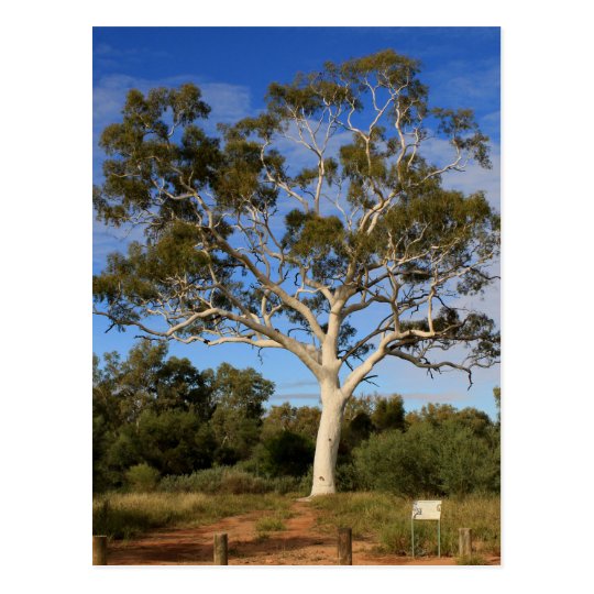 Ghost gum tree, Outback Australia Postcard | Zazzle.com.au Ghost gum tree, Outback Australia Postcard | Zazzle.com.au
