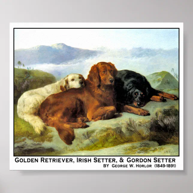Golden Retriever, Irish Setter & Gordon Setter Poster | Zazzle