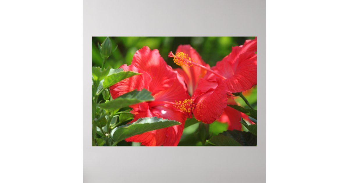 Gorgeous Red Hibiscus Poster | Zazzle