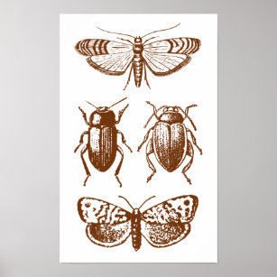 Vintage Butterfly Posters & Photo Prints | Zazzle AU