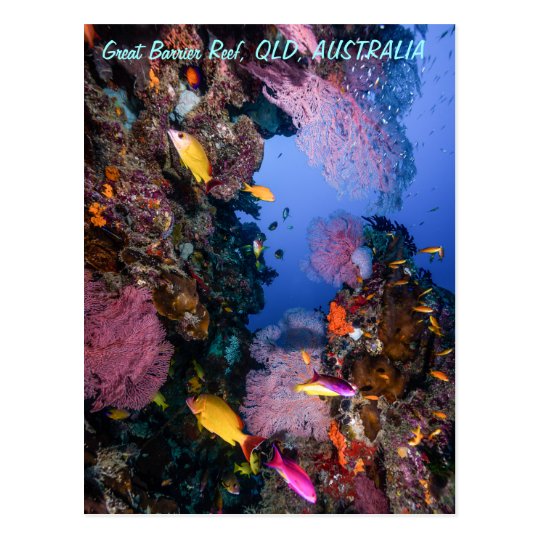 Great Barrier Reef Postcard | Zazzle.com.au