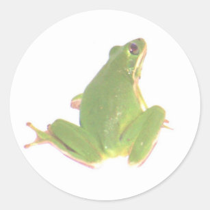 Green Tree Frog Stickers | Zazzle AU