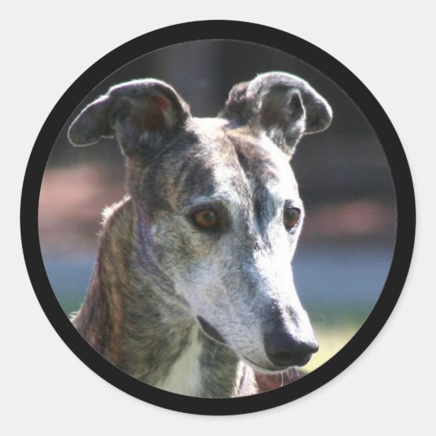 Greyhound Stickers | Zazzle AU