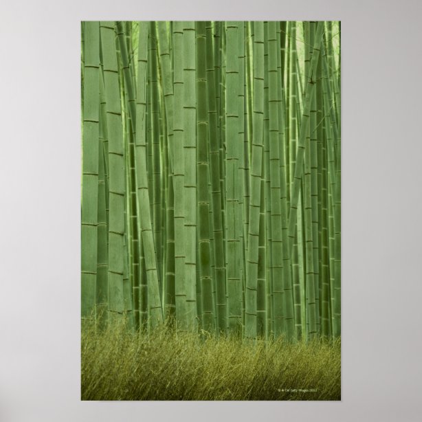 Bamboo Posters & Photo Prints | Zazzle AU