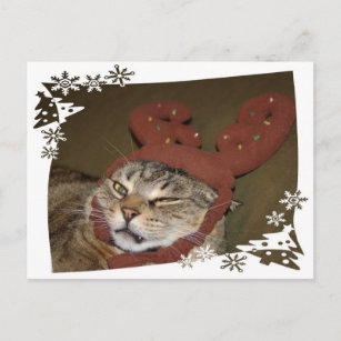 Grumpy Cat Cards | Zazzle AU