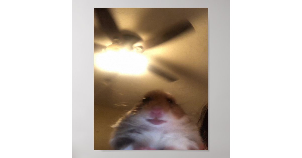 Hamster Staring Meme Poster | Zazzle