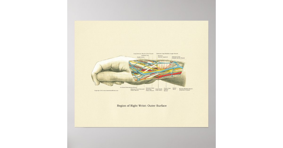 Hand & Wrist Internal Anatomy Poster | Zazzle