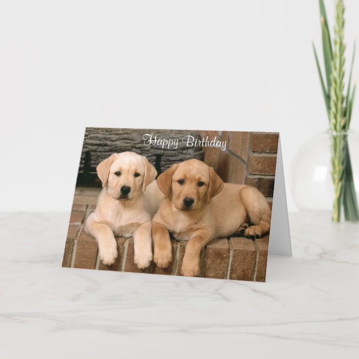 Happy Birthday Labrador Retriever Puppies Card | Zazzle