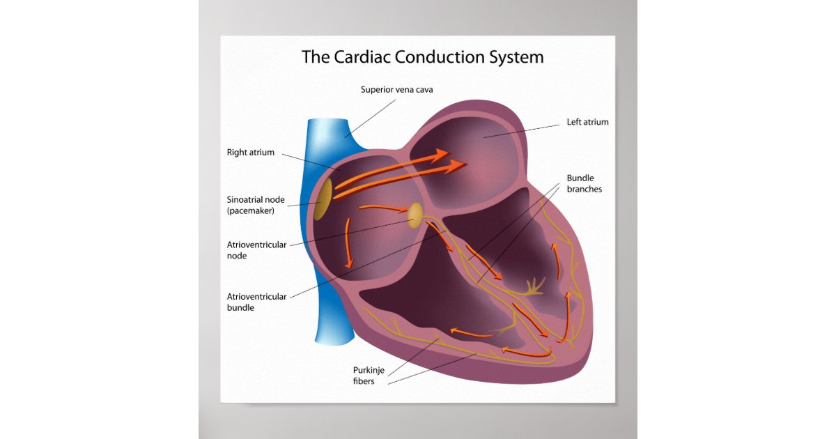 Heart conduction system Poster | Zazzle
