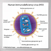 Labeled Hiv Model File:HIV Virion.png Wikimedia Commons