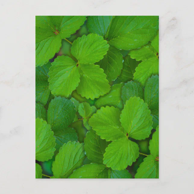 Holy Basil Tulsi Green Mint Leaves Postcard | Zazzle