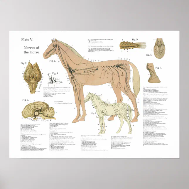 Horse Nervous System Anatomy Poster Chart | Zazzle