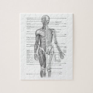 Human Skeleton Jigsaw Puzzles | Zazzle.com.au