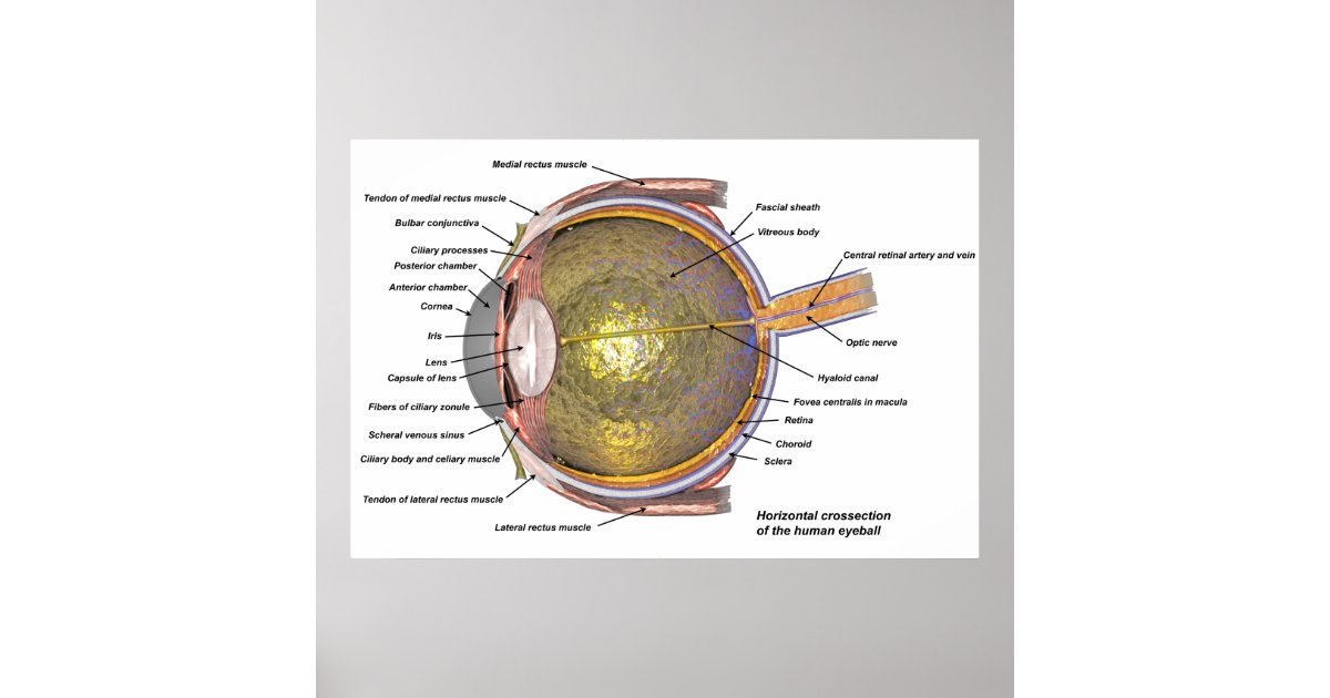 Human eye poster | Zazzle