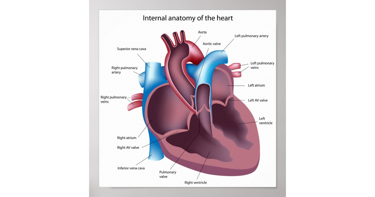 Human Heart Anatomy Poster | Zazzle