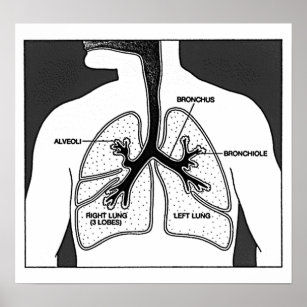 Lung Posters & Photo Prints | Zazzle AU