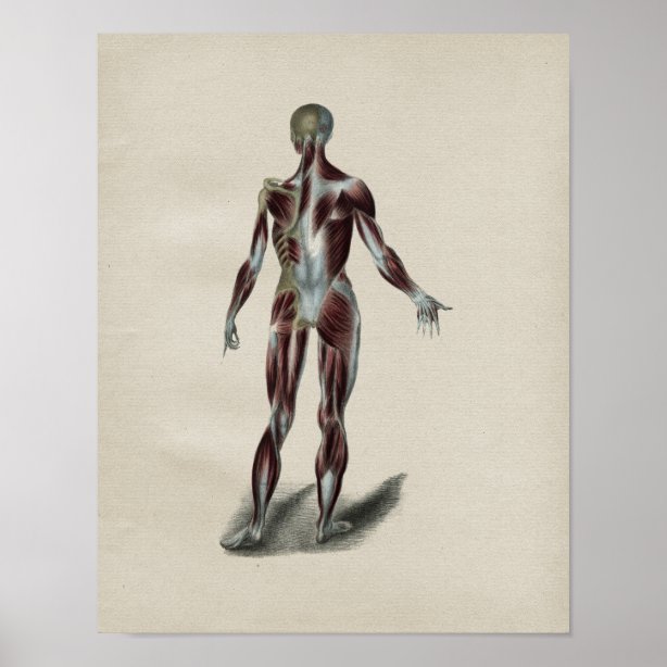 Muscle Posters & Photo Prints | Zazzle AU