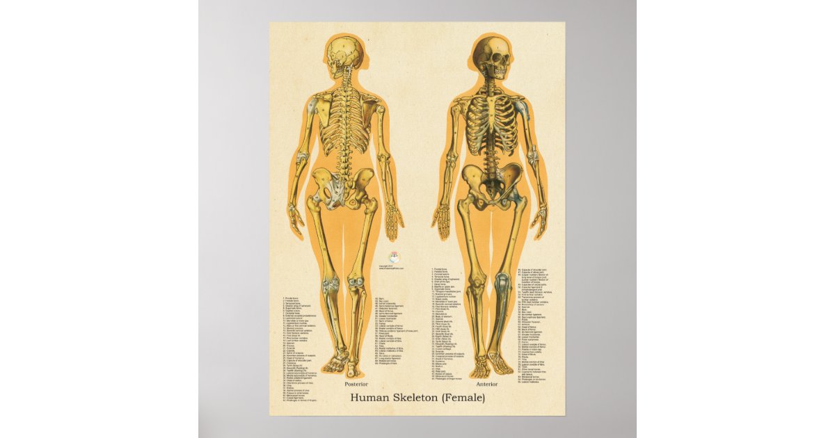 Human Skeleton Anatomy Bones Chart Female | Zazzle