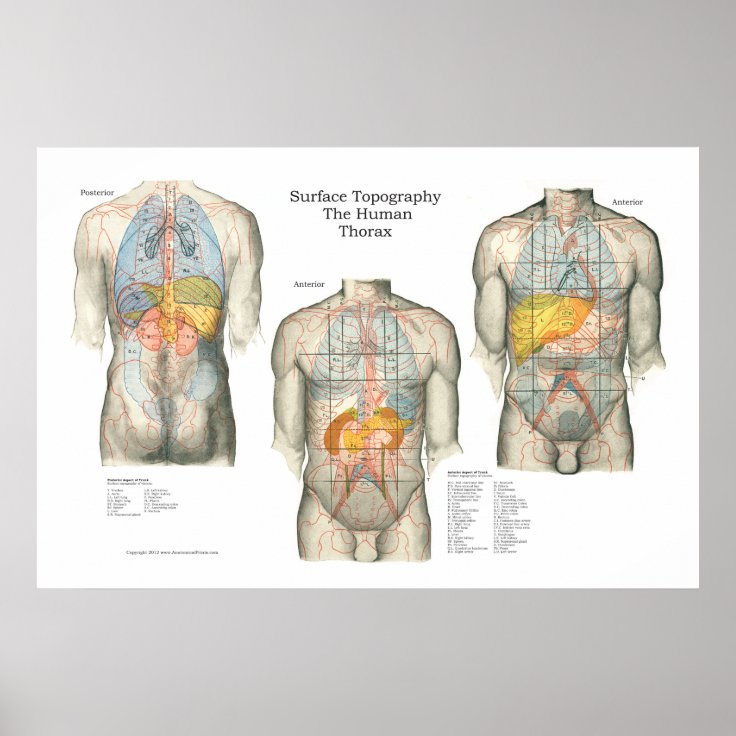 Human Surface Topography Anatomy Poster | Zazzle