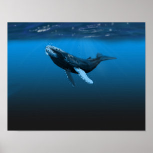 Blue Whale Posters & Photo Prints | Zazzle AU