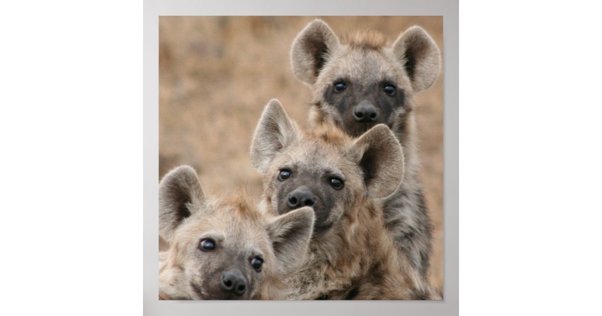 Hyenas Poster Print | Zazzle