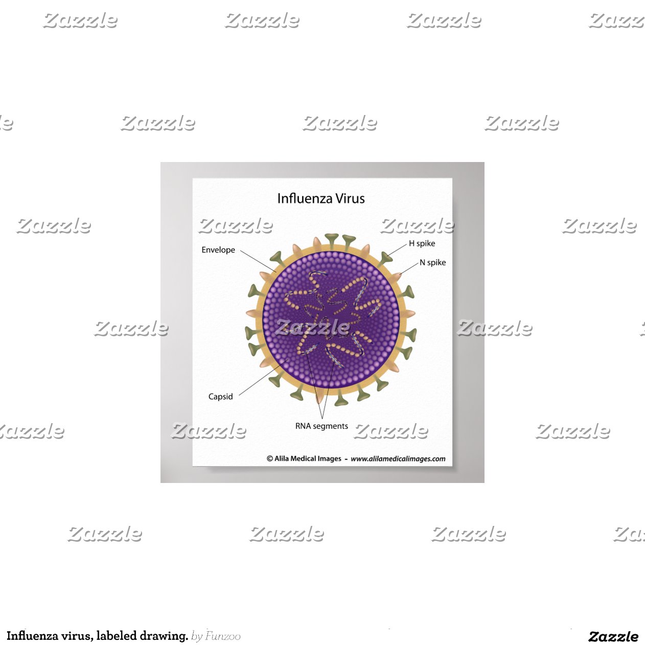 Influenza virus, labelled drawing. | Zazzle