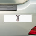 Italian Greyhound 9K75D-11 Bumper Sticker | Zazzle