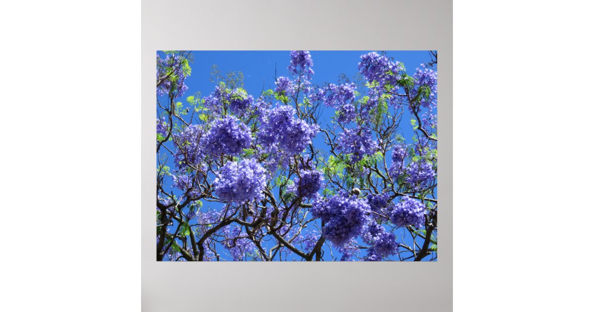 Jacaranda Tree Poster | Zazzle