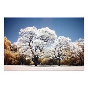 Jacaranda Posters & Photo Prints | Zazzle AU