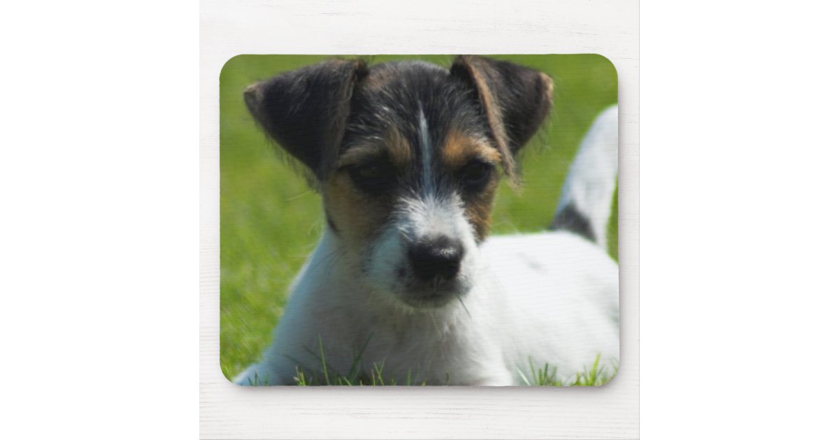 Jack Russell Puppy Mouse Pad | Zazzle