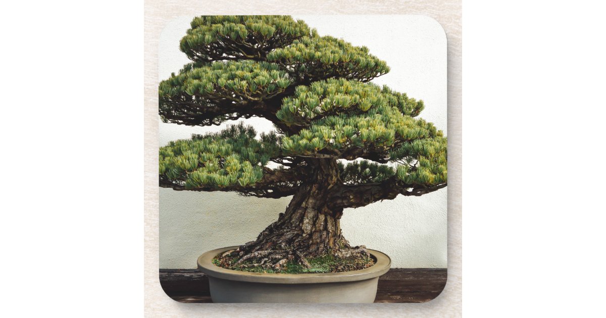 Japanese White Pine Bonsai Tree Coaster | Zazzle