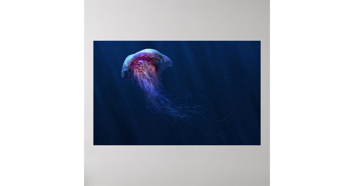 Jelly Poster | Zazzle