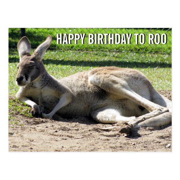 Kangaroo Cards | Zazzle AU