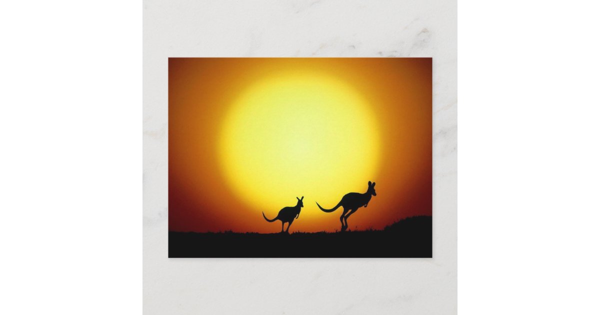 Kangaroos in the Australian Outback Postcard | Zazzle