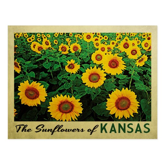 Kansas Sunflowers Postcard | Zazzle.com.au