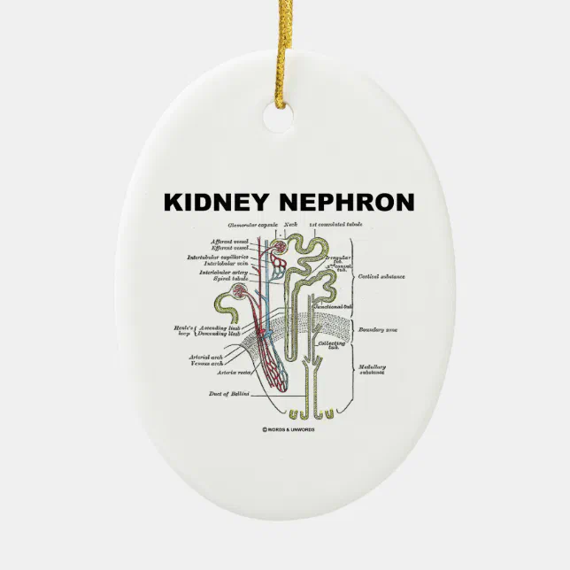 Kidney Nephron (Grey's Anatomy Textbook) Ceramic Tree Decoration | Zazzle