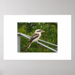 Kookaburra Posters & Photo Prints | Zazzle AU