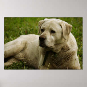 Labrador Posters & Photo Prints | Zazzle AU