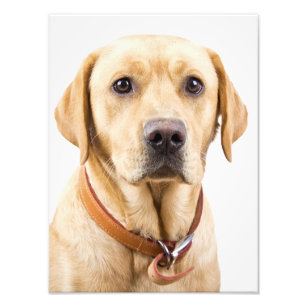 Labrador Posters & Photo Prints | Zazzle AU
