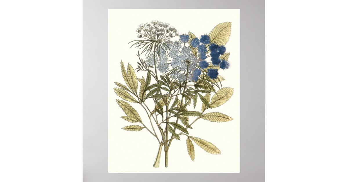 Lacy Leaves - Flowers and Greenery Poster | Zazzle